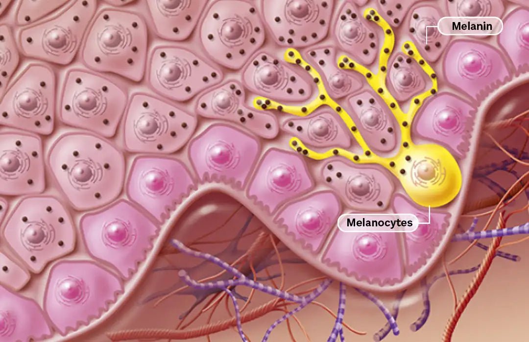 Melanin Factories: The Science behind Skin Color - Glutone